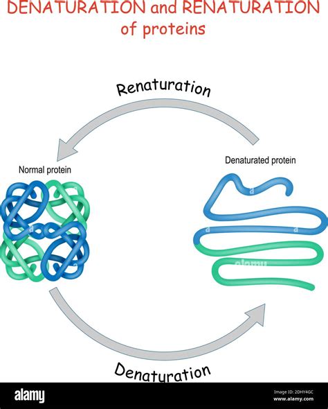Protein Denaturation Primary Structure At Kevin Morel Blog