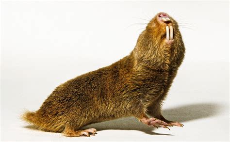 Damaraland Mole Rat 2002 Jessie Cohen Free Photo Rawpixel