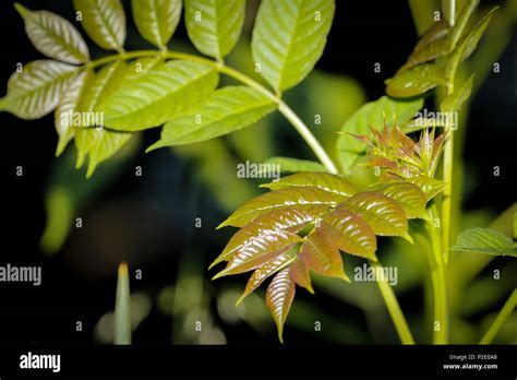 Leaf Abstract Background Stock Photo Alamy
