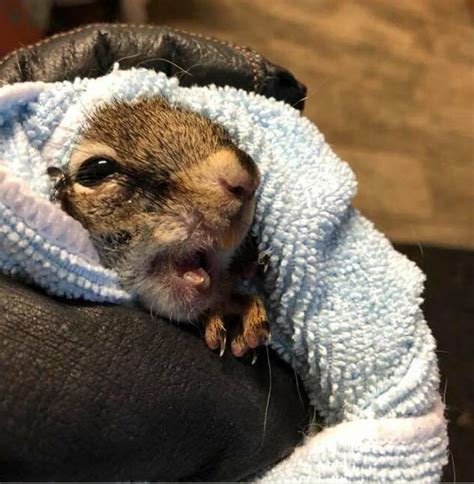 A Woman Spared A Saber Toothed Squirrel Which Was Considered A Monster