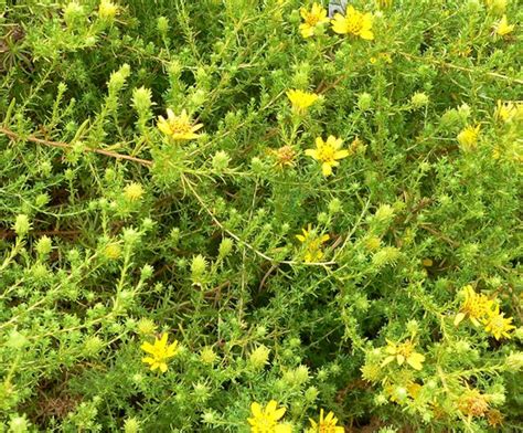 Deinandra Minthornii Hemizonia Minthornii Santa Susana Tarplant