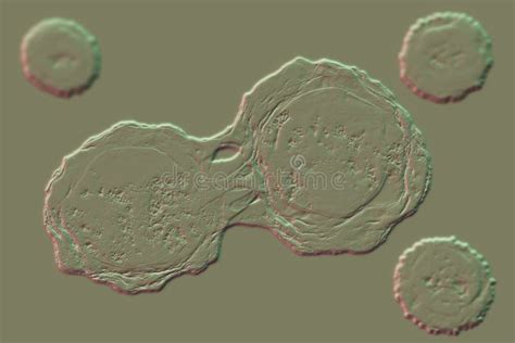 Dividing Stem Cells 3d Illustration Stock Illustration Illustration Of Stem Biology 235359226