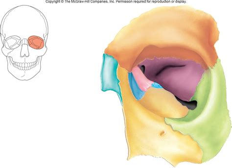 Orbit Of The Eye Diagram Quizlet