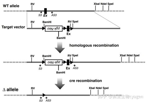 【每周一鼠】阿尔茨海默病及发育异常疾病等多方面研究模型——gsk3b基因敲除小鼠 知乎