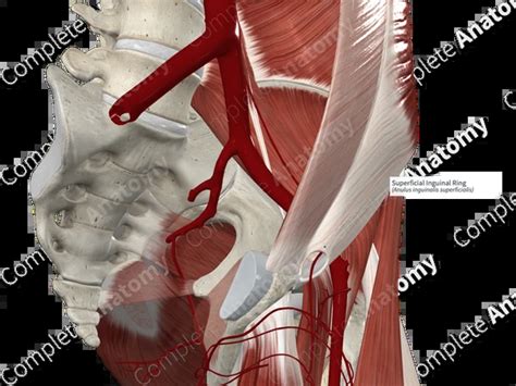 Superficial Inguinal Ring Complete Anatomy