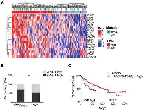 A Subset Of Human Hcc Samples With C Met Activation And Tp53 Mutations Download Scientific