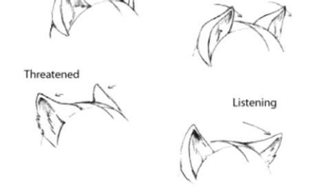 Cat Ears Reference At Charlott Harrison Blog
