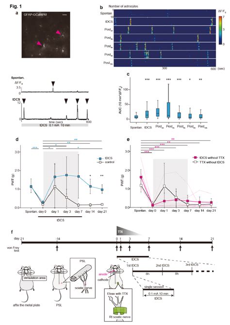 Astrocyte Activation By Transcranial Direct Current Stimulation