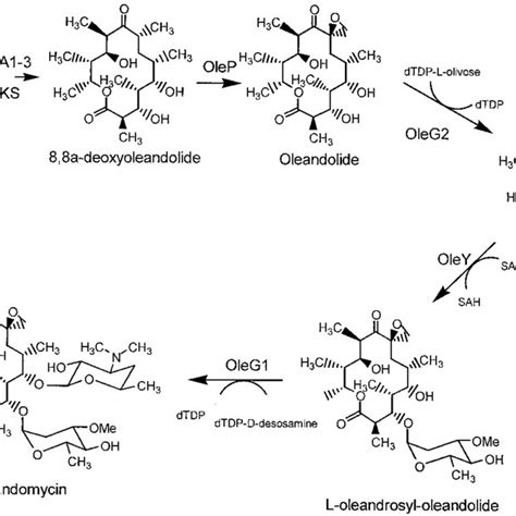 A Chemical Structure Of The Macrolide Oleandomycin The Arrow Download Scientific Diagram