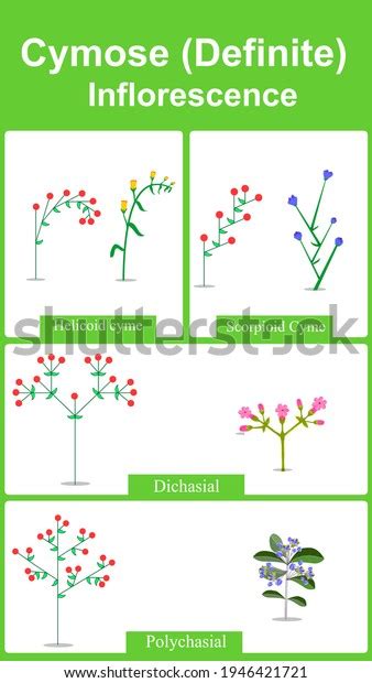 Types Inflorescence Biology Chart Stock Illustration Shutterstock