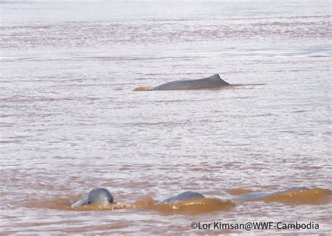 ដំណឹងល្អ កូនផ្សោតមួយក្បាលទៀត កើតនៅអន្លង់កាំពី ខេត្តក្រចេះ