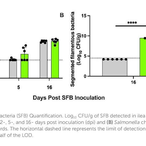 Detection Of Segmented Filamentous Bacteria Sfb Via Gram Staining And Download Scientific