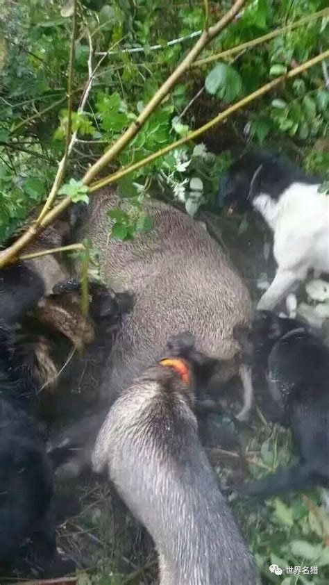 水懒图片海懒图片水猴子图片大山谷图库