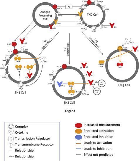 T Helper Cells Differentiation Canonical Pathway Each Subset Of T Download Scientific Diagram