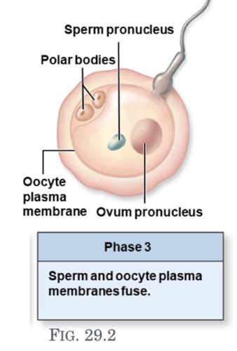 Chapter 29 Development And Inheritance Flashcards Quizlet