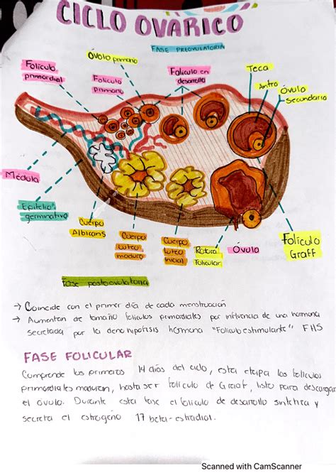 Ciclo Ovárico De La Mujer Ciclo Ovarico Y Sus Fases Xvpvke