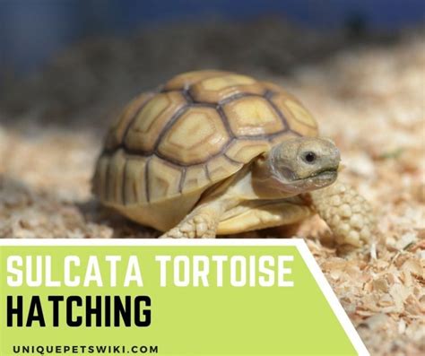 Sulcata Tortoise Hatchling How To Take Care Guide