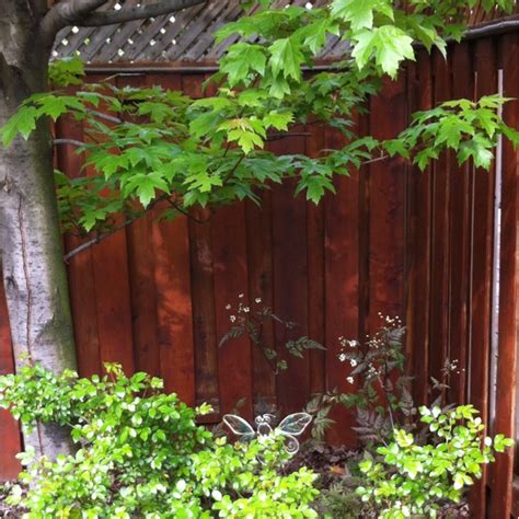 Best Trees Images On Pinterest