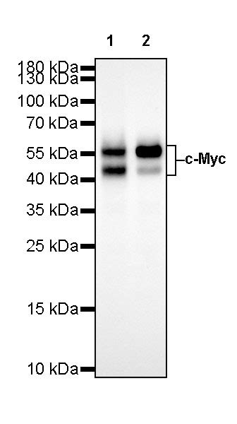 S Rmab® C Myc Recombinant Rabbit Mab Sdt R138 S0b2165 斯达特公司官网