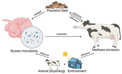 Frontiers Unveiling Microbial Biomarkers Of Ruminant Methane Emission Through Machine Learning