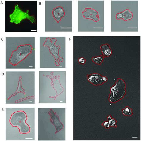 Robust Segmentation Via Optical Flow Across Optical Modalities Cell