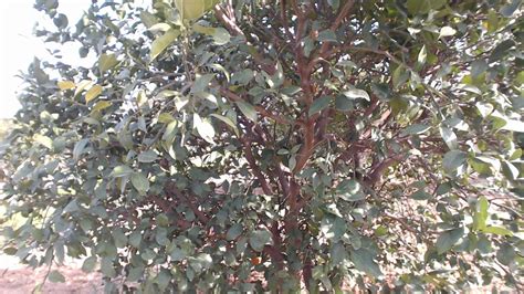 Citrus Tree Detection Object Detection Dataset And Pre Trained Model By Arid University