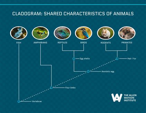 Simple Cladogram Simple Cladogram