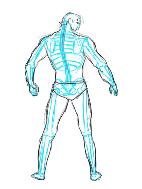 Skeleton Tracing Anatomy Study Artloader Net