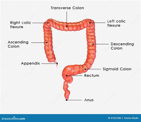 Large Intestine Labelled Stock Illustration Image 41527286