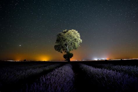 별이 빛나는 하늘이 있는 아름다운 여름 나무가 있는 라벤더 밭의 은하수 프리미엄 사진