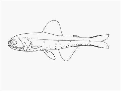 Diaphus Eigenmann And Eigenmann 1890 Род Диафусы Диафы Genus Diaphus Eigenmann And Eigenmann