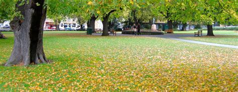 무료 이미지 가을 녹색 금 경치 나무 꽃 잎 플로라 봄 공원 목초지 정원 야생화 휴양 작은 숲 식물원 잔디 가족 2990x1172