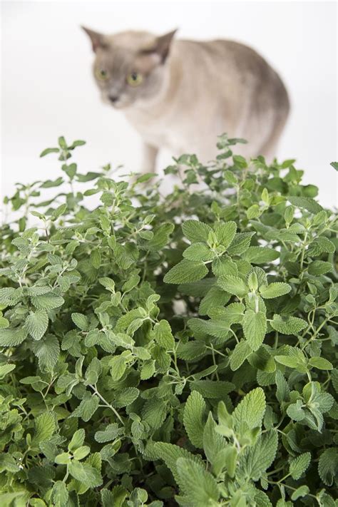 How Catnip Makes The Chemical That Causes Cats To Go Crazy Katzenworld