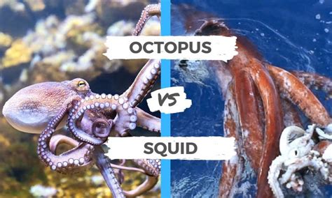 Octopus Vs Squid All You Need To Know
