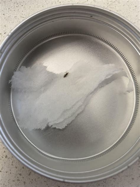 Found Bug On My Bed Rwhatsthisbug