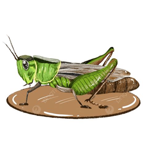 Grasshoppers Png Image Grasshopper Pest Png Image For Free Download