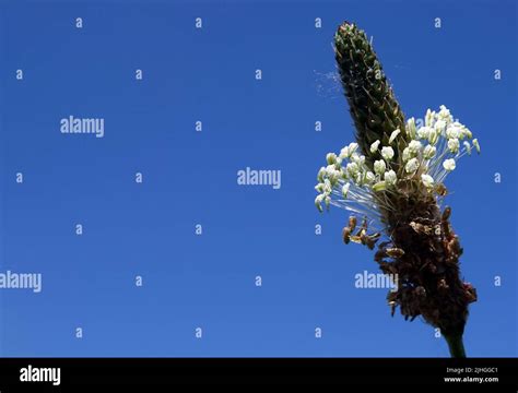 The Flower Plantain Lanceolate Or Plantain Lanceolate Is A Herbaceous