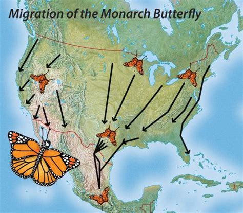 Butterfly Migration Map