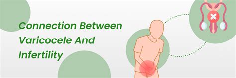 Varicocele And Infertility The Connection Between Varicocele And