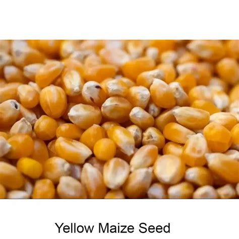 Hybrid Yellow Maize Seed Packaging Type Loose At Rs 48kg In Nagpur