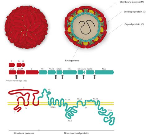 The Continued Challenges Of Flavivirus Serology