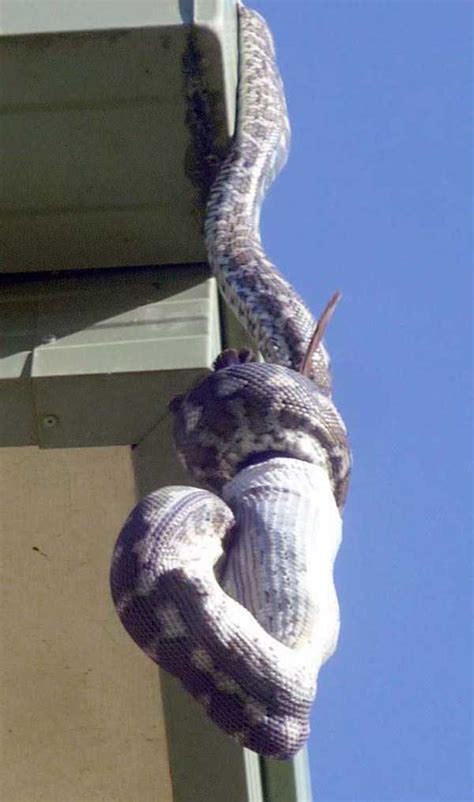 21 Disturbing Photos Of A Large Python Consuming A Parrot Klykercom