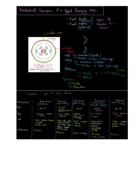 Morphology Dicot And Monocot Families Pdf
