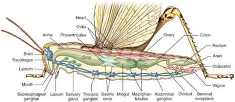 Internal Morphology And Physiology Flashcards Quizlet
