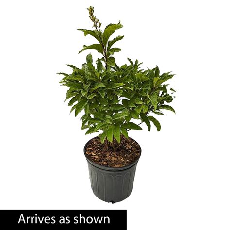 Blueberry Smoothie Rose Of Sharon Althea Deciduous Flowering Shrub In
