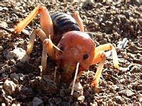 Los Niños De La Tierra Momsarc