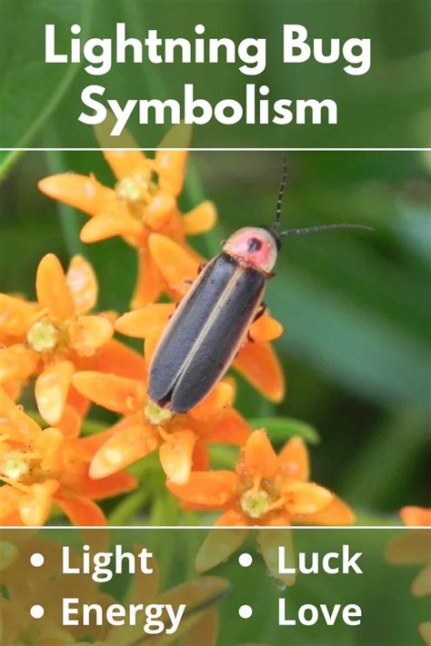 Lightning Bug Spiritual Meaning And Symbolism