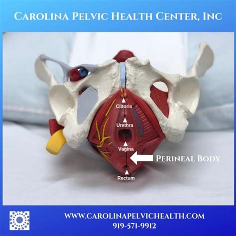 Pin On Pelvic Related Articles