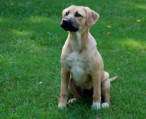 Pictures Of German Shepherd Lab Mix Dogs At Isabella Embry Blog