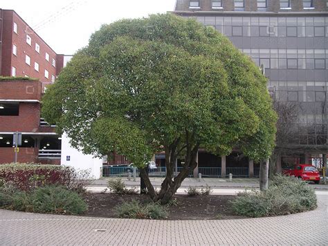 tree reference 2 free samples